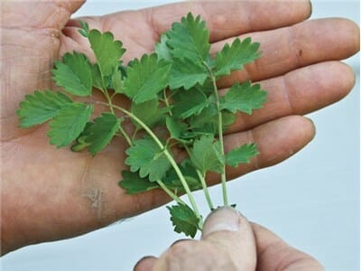 Burnet - Breaking Ground Farm Nursery