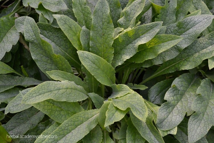 Comfrey - Breaking Ground Farm Nursery