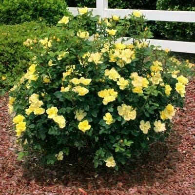 Rose - Breaking Ground Farm Nursery