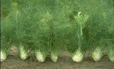 Fennel - Breaking Ground Farm Nursery