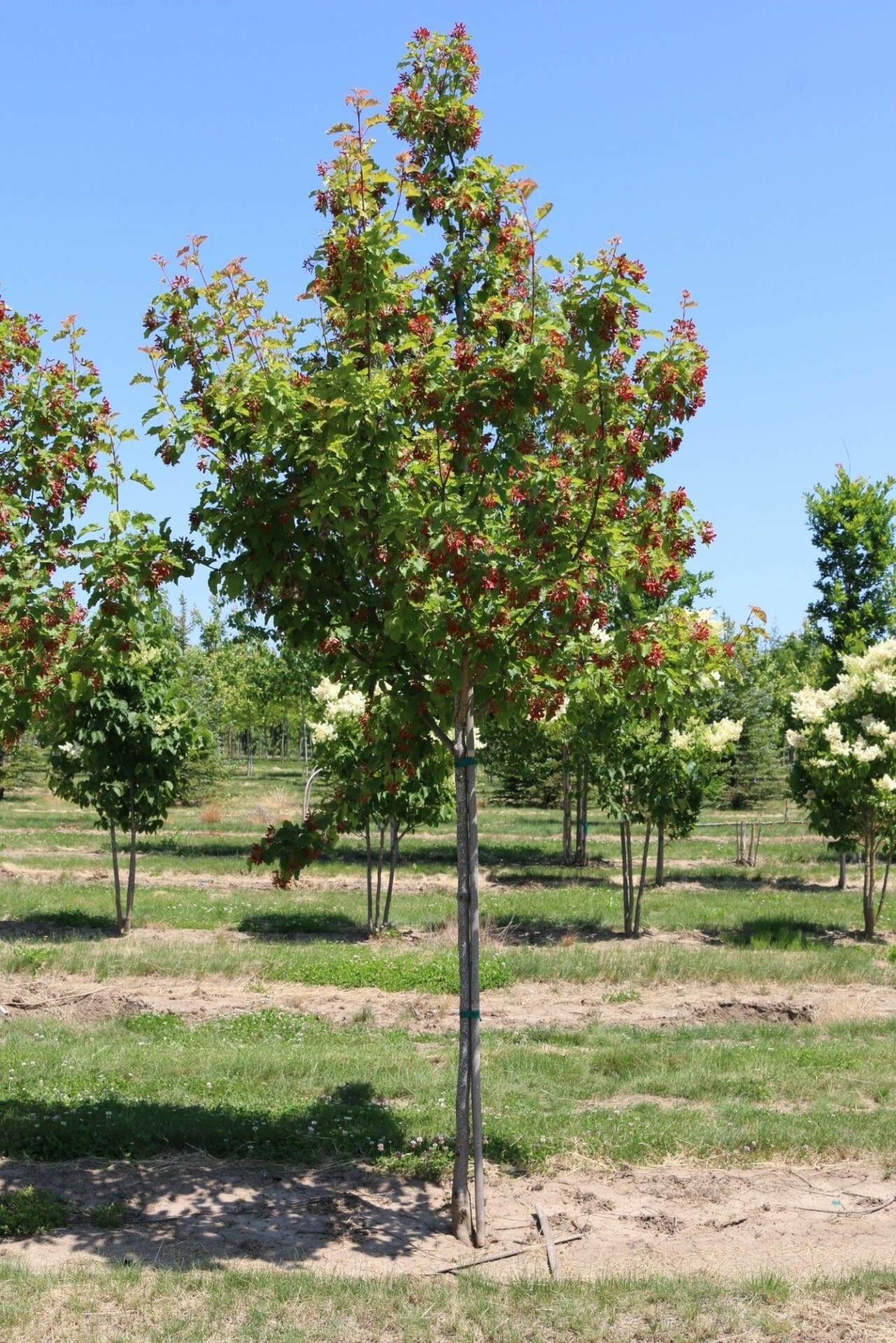 Never Ending Gift - Maple Trees ONLINE ONLY - Breaking Ground Farm Nursery